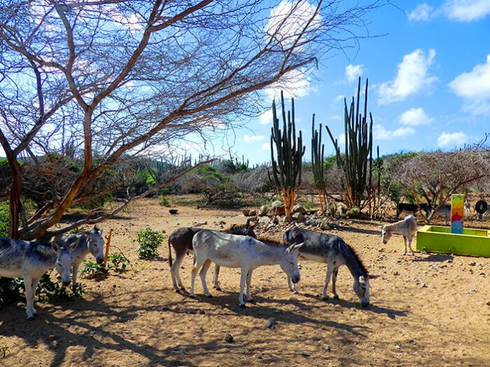 29 Best & Fun Things To Do In Aruba - Attractions & Activities