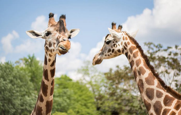 20 Best & Fun Things To Do In Springfield (MO) - Attractions & Activities