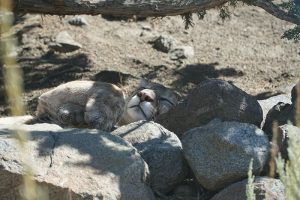 30 Best & Fun Things To Do In Reno (Nevada) - Busy Tourist