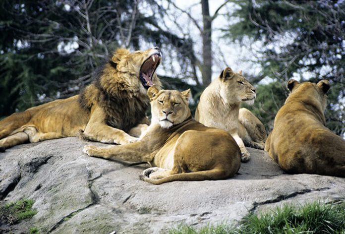 59 Best & Fun Things To Do In Seattle (WA) - Attractions & Activities