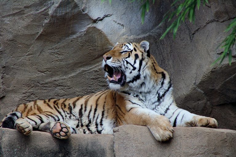 40 Things To Do & Places To Visit In South Carolina - Attractions ...