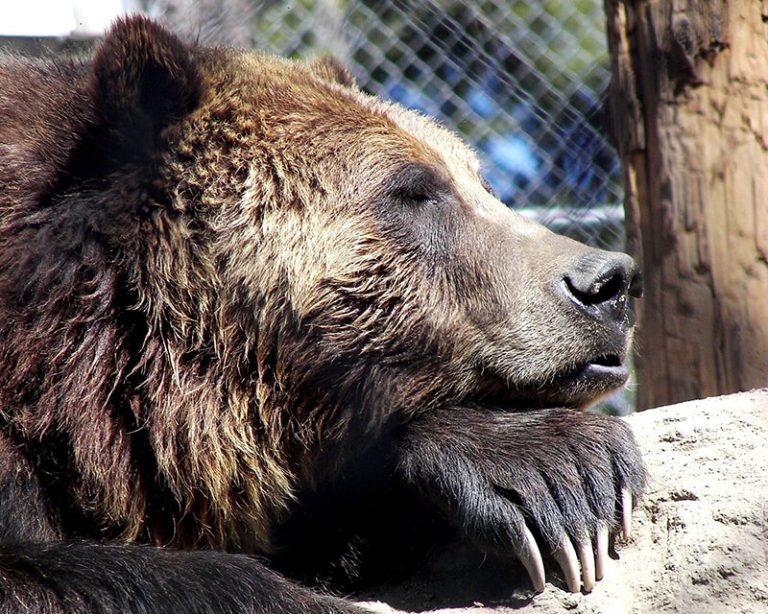 20 Best & Fun Things To Do In Big Bear Lake (CA) - Attractions & Activities