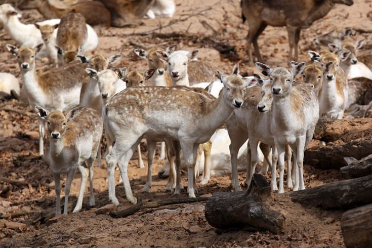 27 Things To Do In Wisconsin Dells (WI) - Attractions & Activities