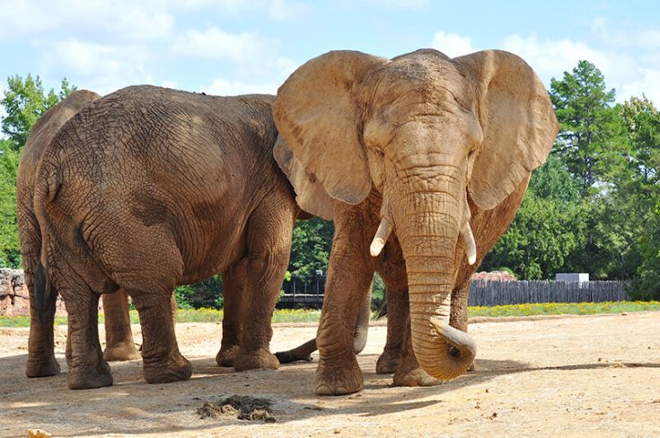 31 Fun Things To Do In Tyler (TX) - Attractions & Activities