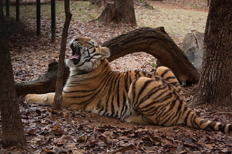 31 Fun Things To Do In Tyler (TX) - Attractions & Activities
