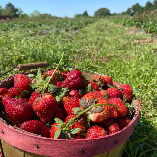 31 Fun Things To Do In Tyler (TX) - Attractions & Activities