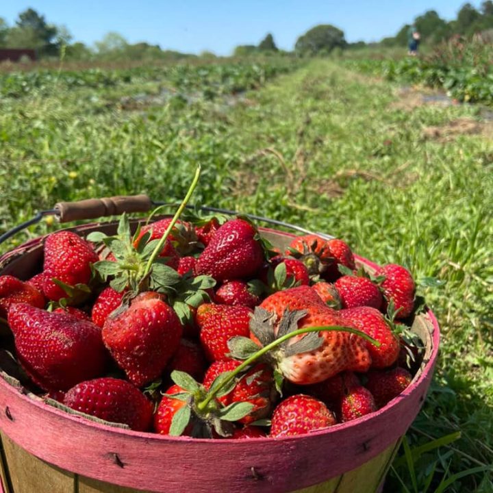 31 Fun Things To Do In Tyler (TX) - Attractions & Activities