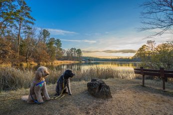 31 Fun Things To Do In Tyler (TX) - Attractions & Activities