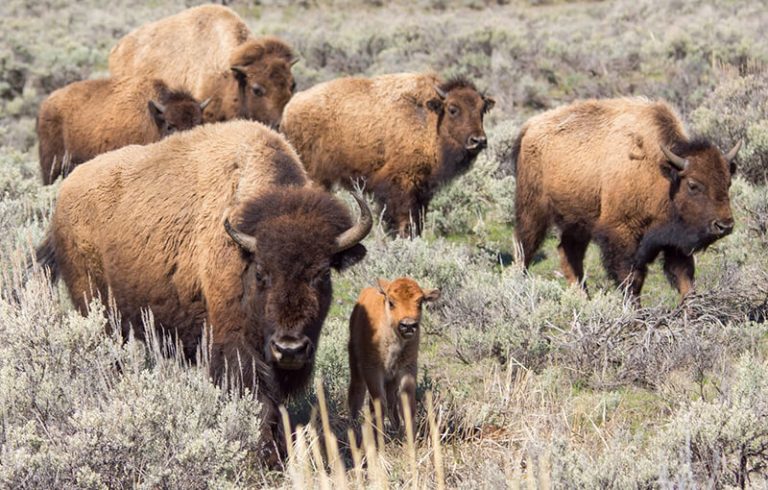 28 Fun Things To Do In Bozeman (MT) - Attractions & Activities