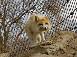 25 Fun Things To Do In Roswell (NM) - Attractions & Activities